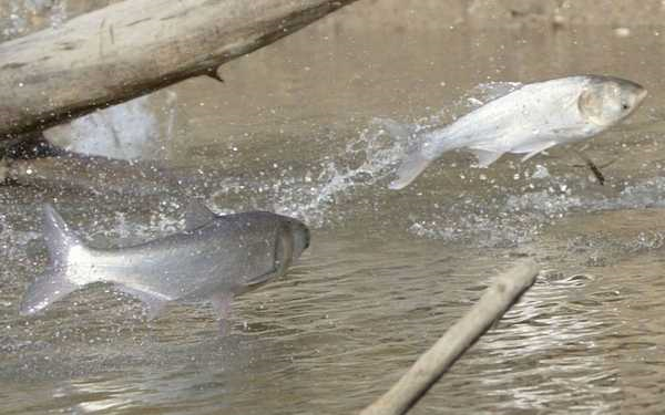 Asian carp invasion: Prepare for the worst – Desdemona Despair